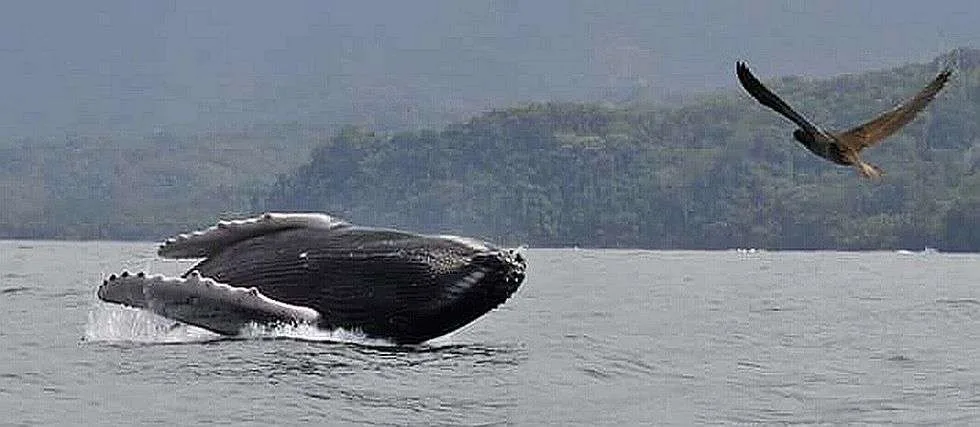 Solda Con Solda, Planta Regalo De La Naturaleza 2021