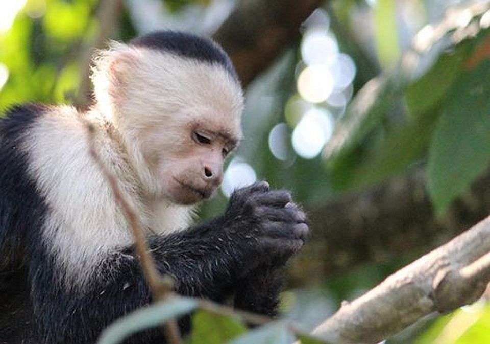 Costa Rica South Pacific Travel Guide, Articles & Posts - Ballena Tales ...