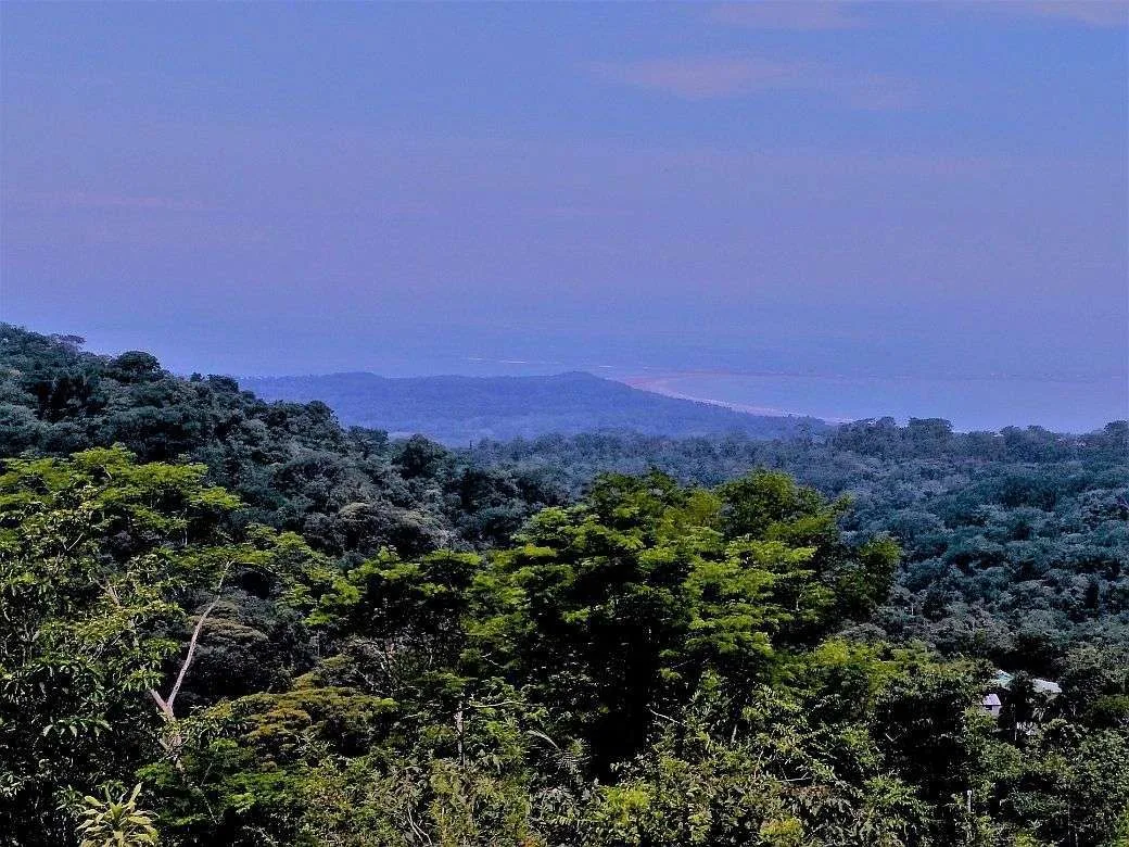 Solda Con Solda, Planta Regalo De La Naturaleza 2021