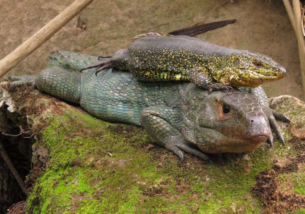Not A Caiman But A Lizard! - Ballena Tales Magazine And Free Travel Guide
