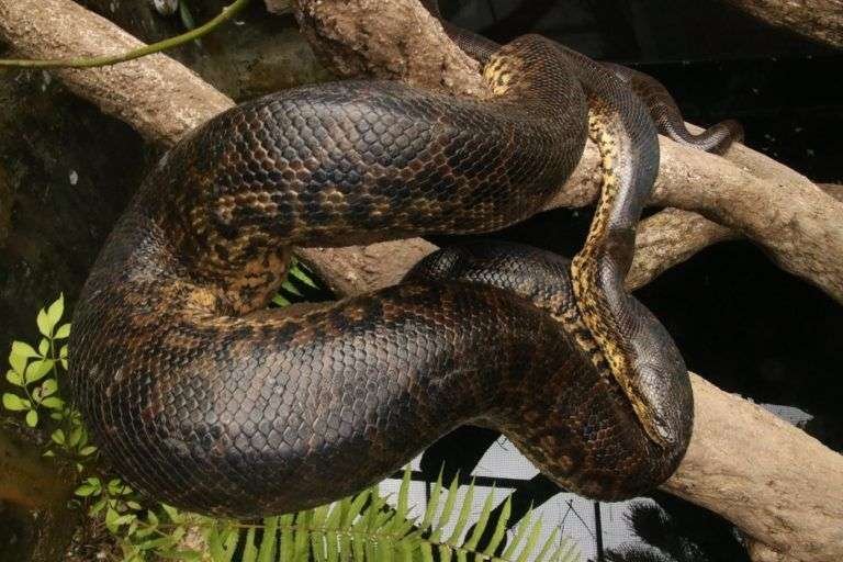 Giant Snakes At Reptilandia - Ballena Tales Magazine And Free Travel Guide
