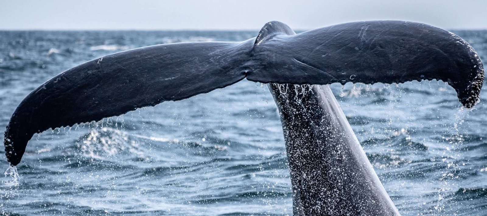 Memorable Avistamiento De Ballenas 2021, Osa, Costa Rica