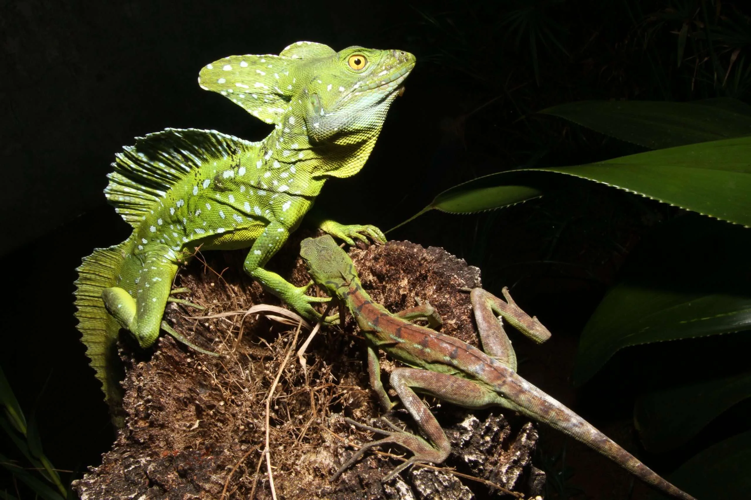 Basiliscos - Ballena Tales Magazine And Free Travel Guide