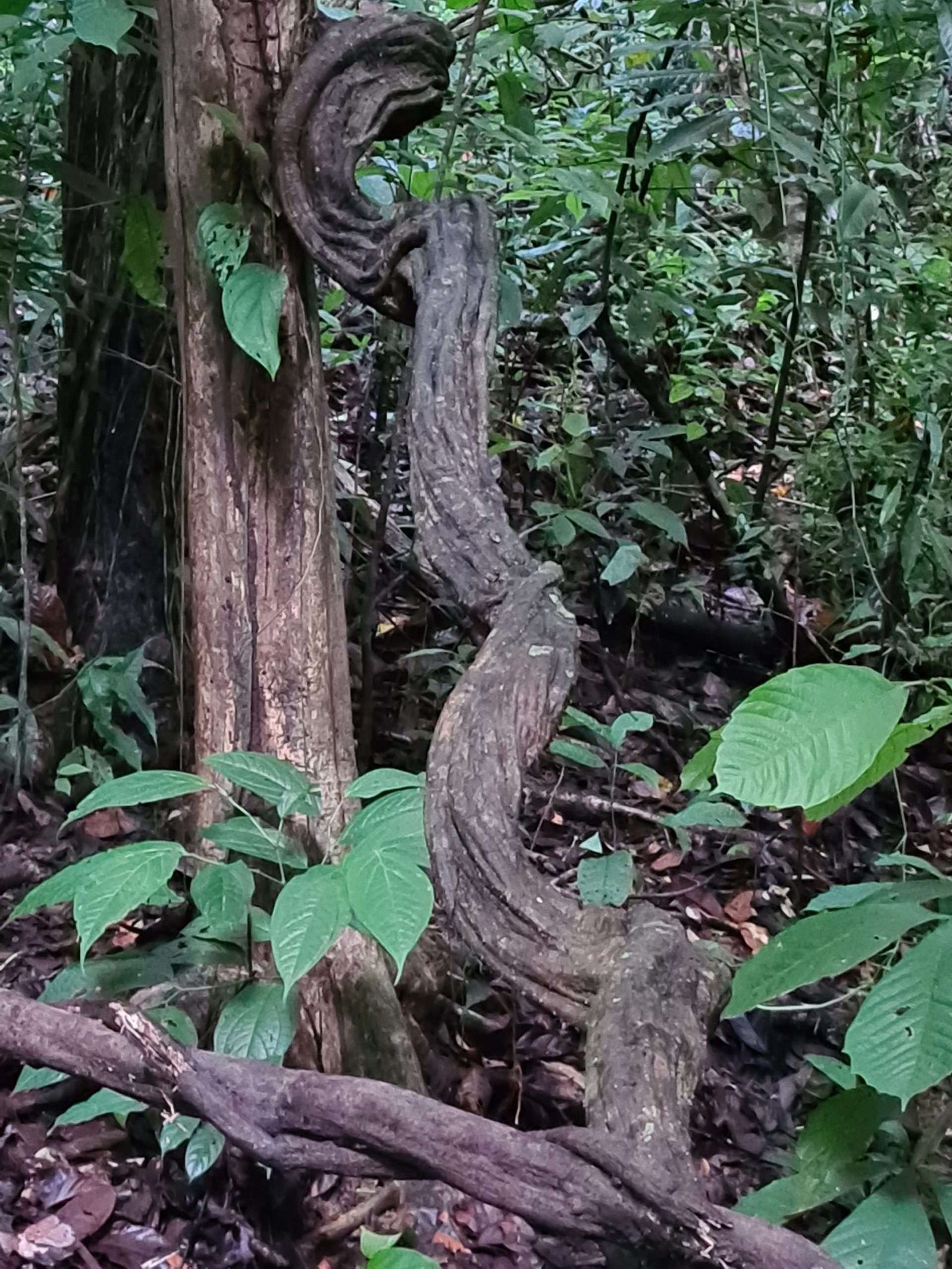 Lianas Vine