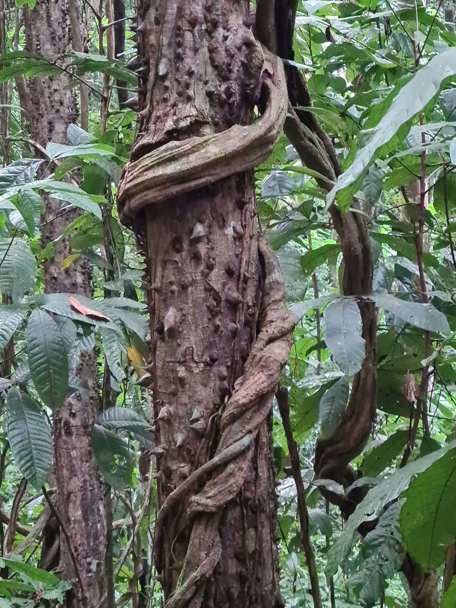 TARZAN VINES, The Amazing World Of Lianas - Ballena Tales Magazine And ...