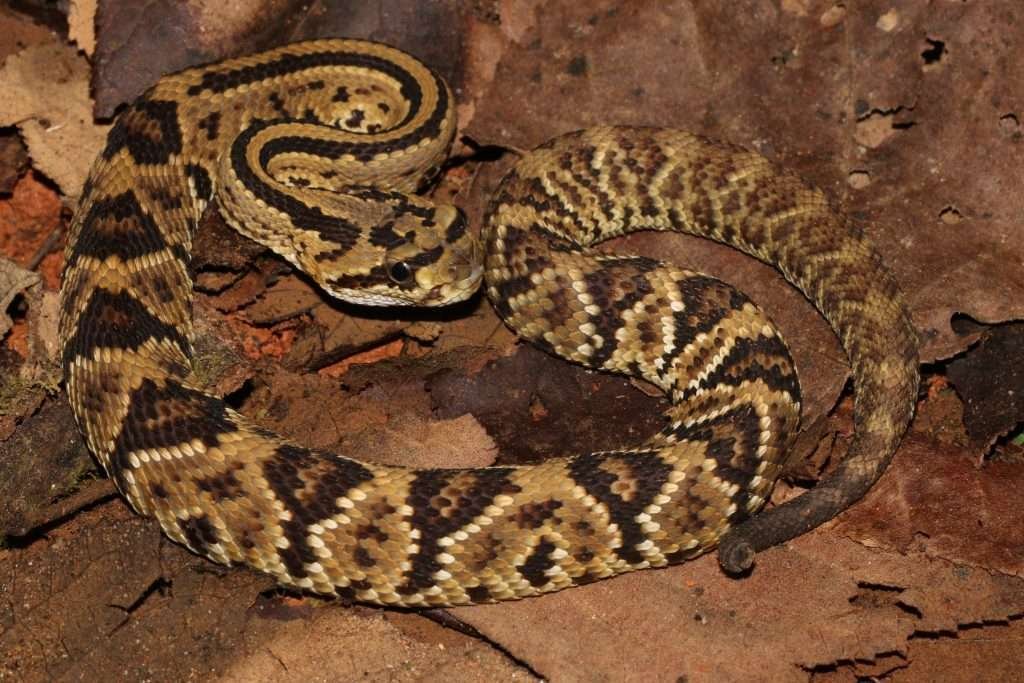 La Cascabel Neotropical - Cascabeles Del Mundo De Las Serpientes ...