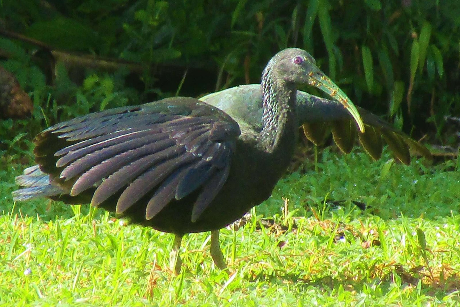 Ibis Verde - Ballena Tales Magazine And Free Travel Guide